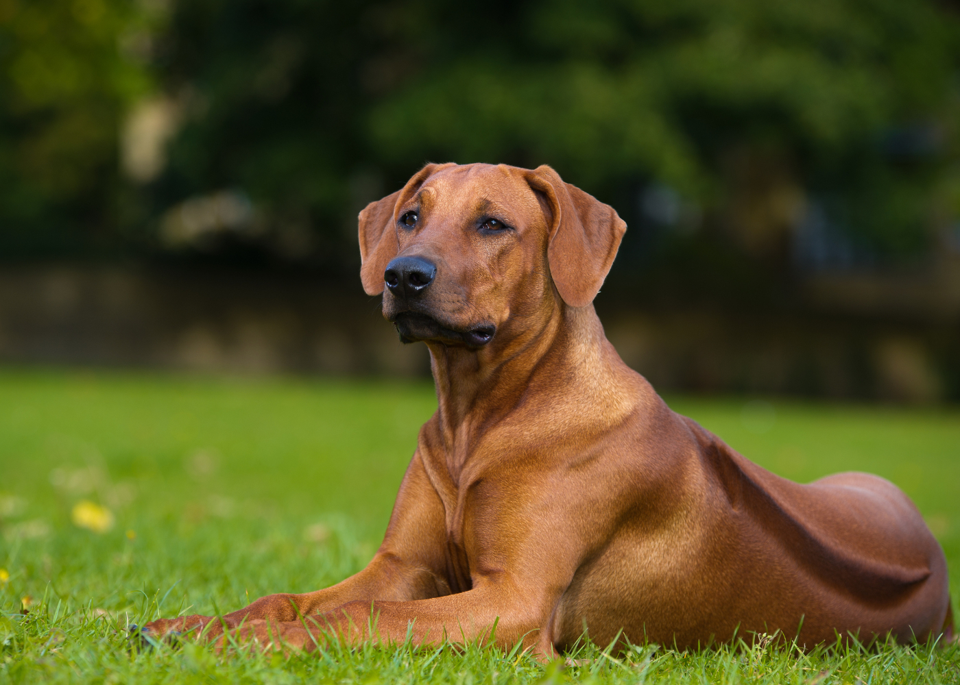 Leão da Rodésia: conheça esta raça de cães e as suas caraterísticas