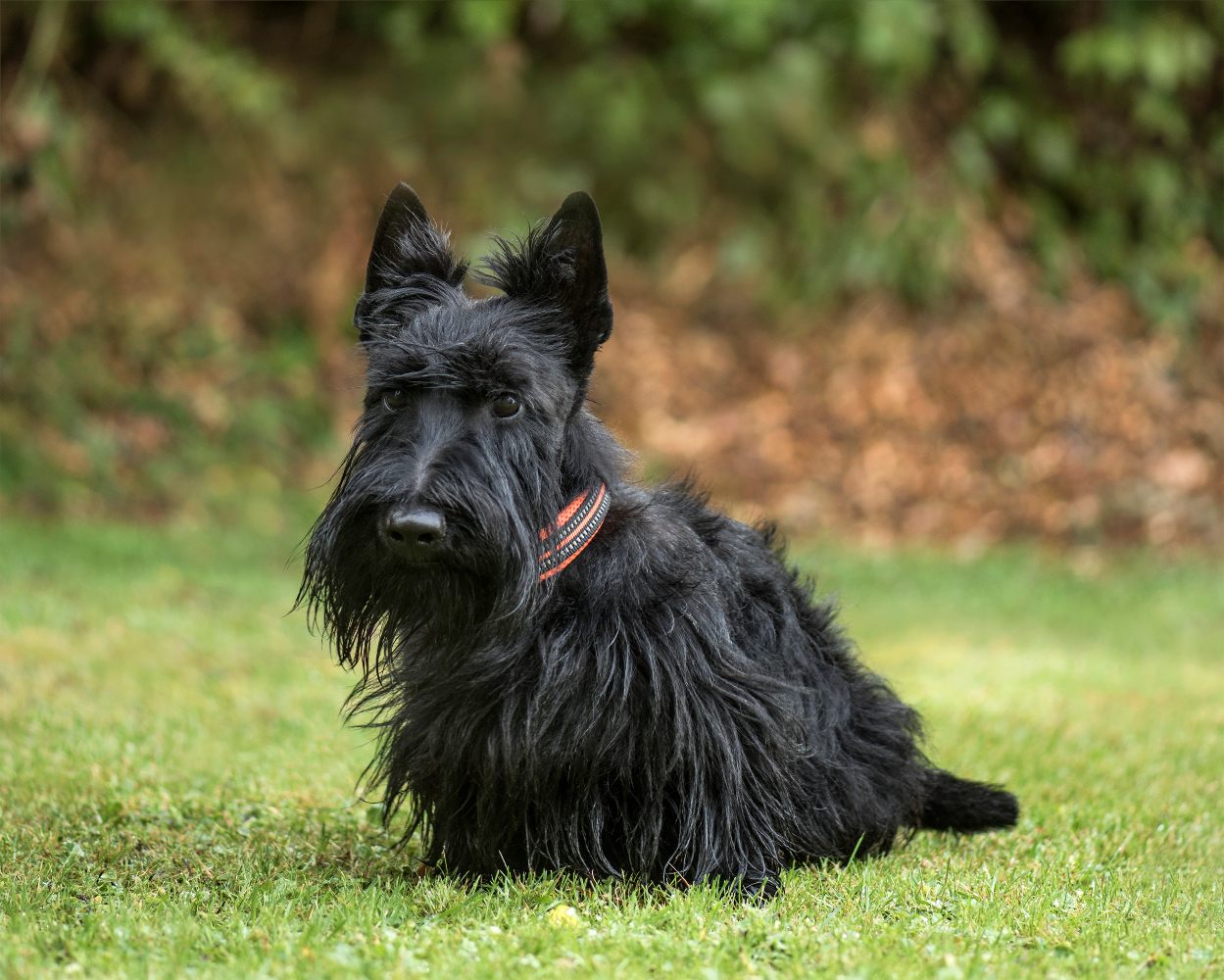 Scottish Terrier: conheça esta raça de cães e as suas caraterísticas