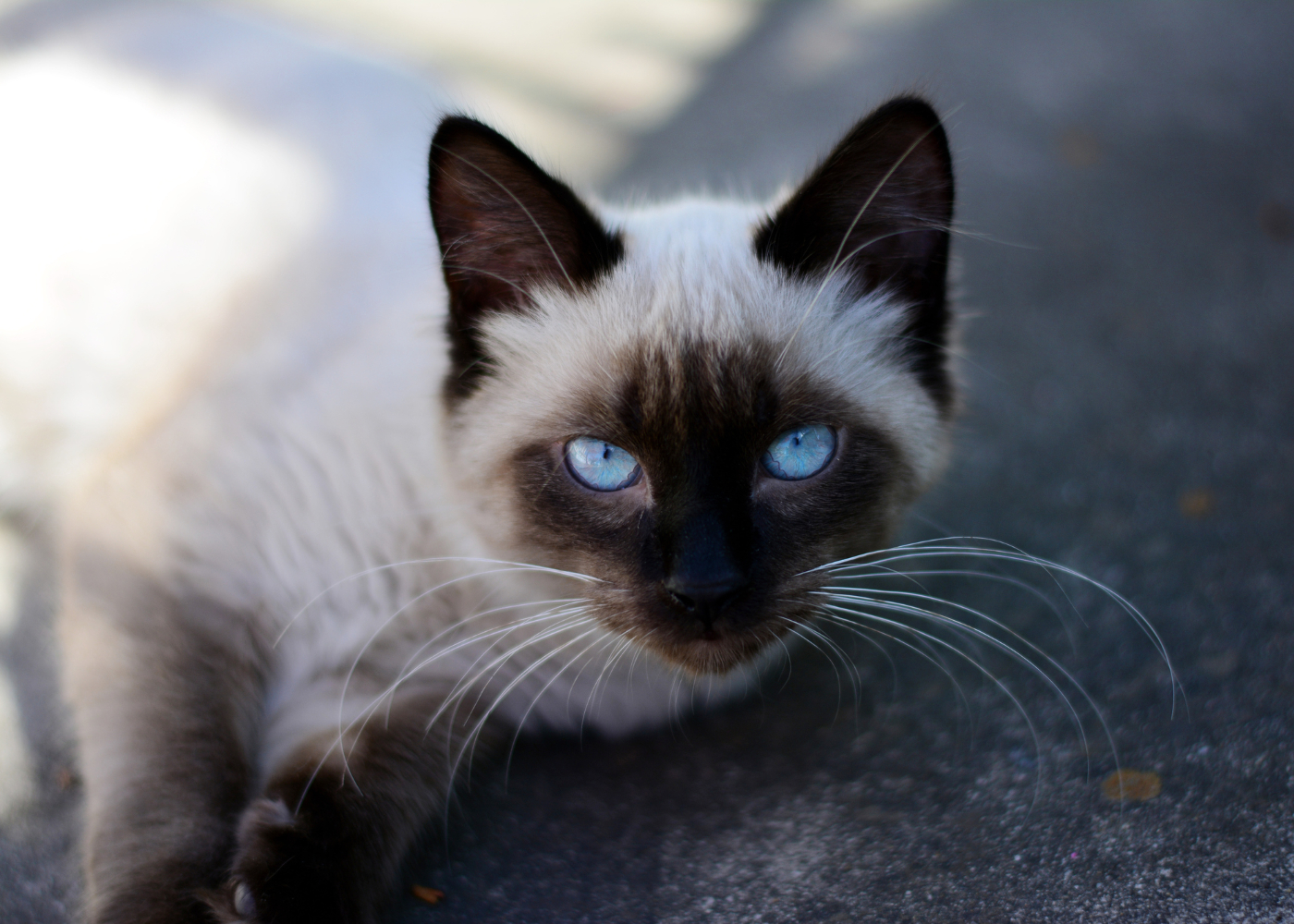 Siamês: tudo o que precisa de saber sobre esta raça