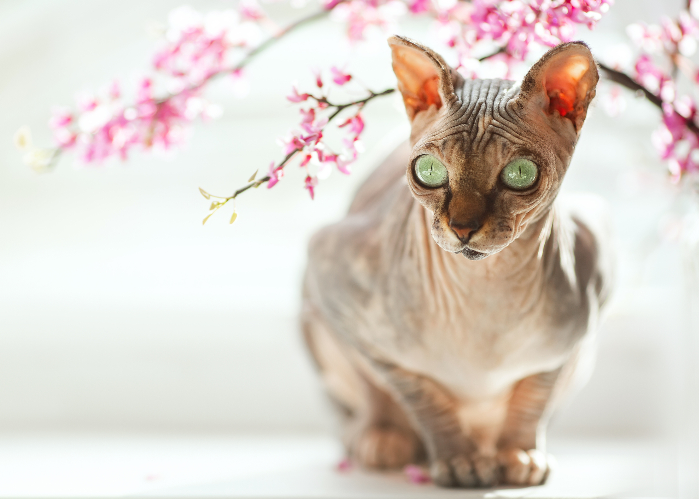 Sphynx: tudo o que precisa de saber sobre esta raça