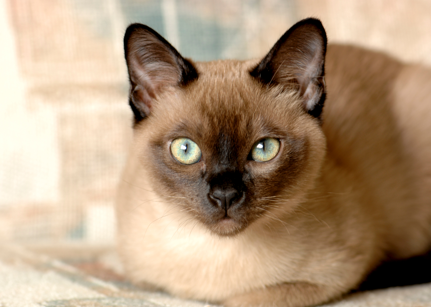 Tonquinês: tudo o que precisa de saber sobre esta raça