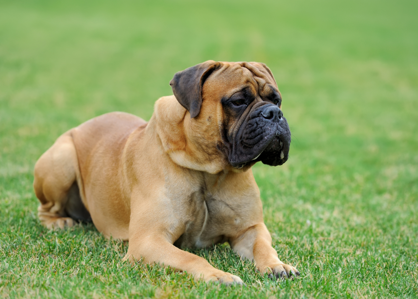 Mastiff: tudo o que precisa de saber sobre esta raça