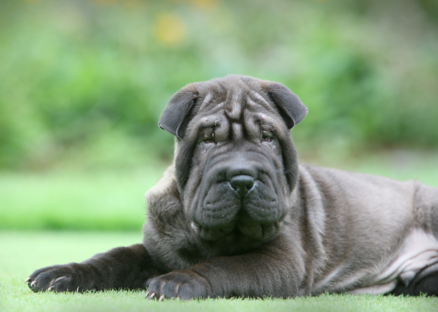 Shar Pei: conheça esta raça de cães e as suas caraterísticas