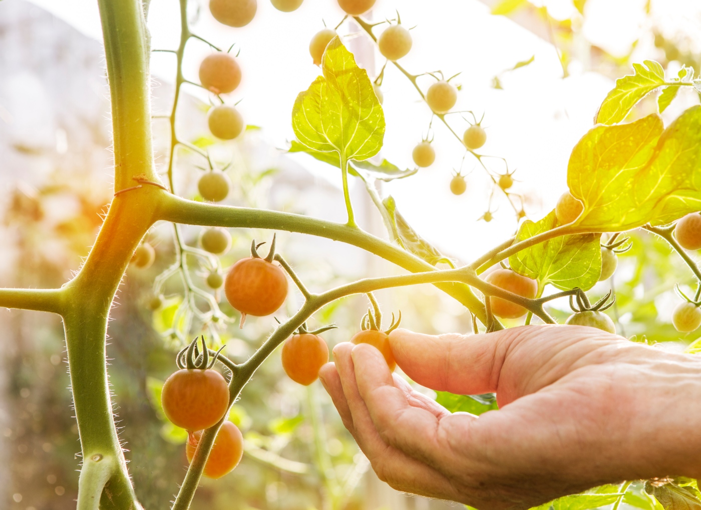 6 alimentos geneticamente modificados que provavelmente desconhecia