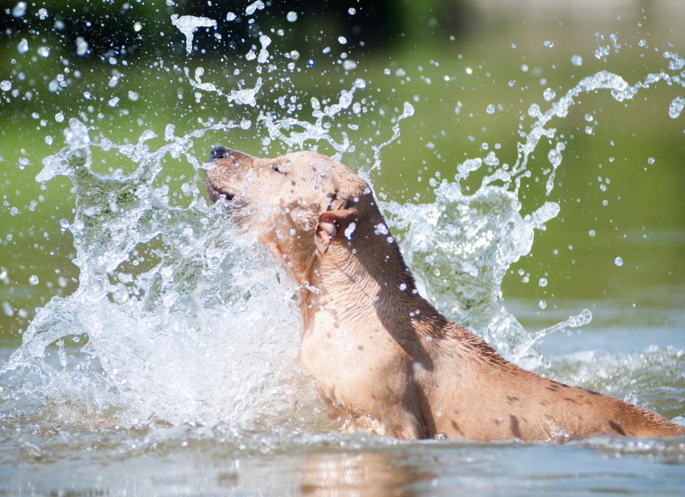 10 coisas que deve fazer para ter um cão feliz na hora do passeio