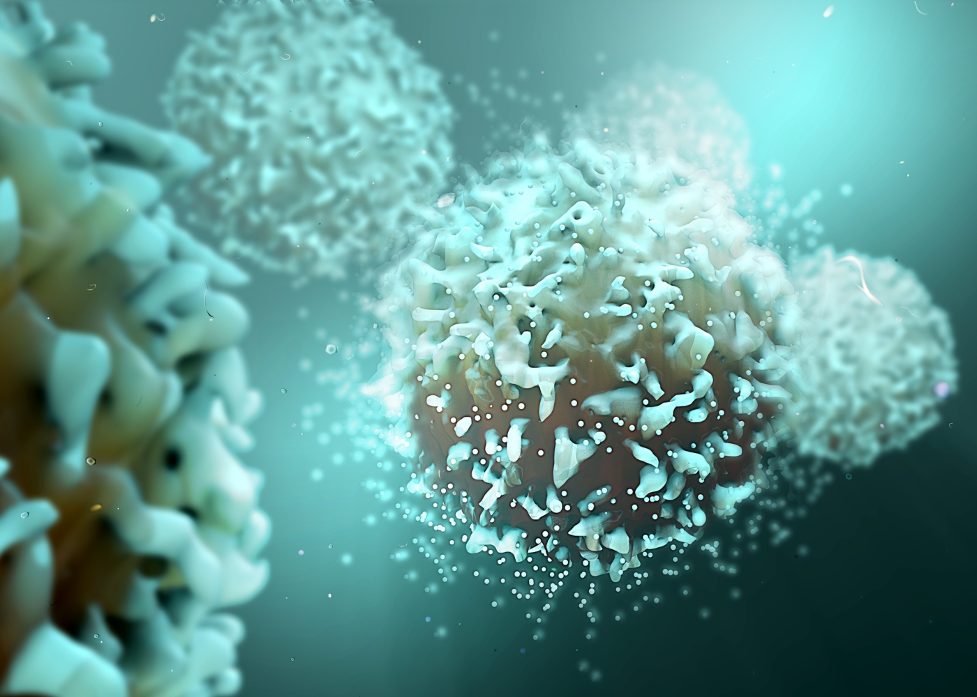 Linfocitose: a quantidade aumentada de linfócitos e as suas causas