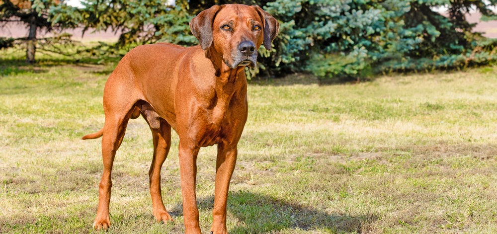 Leão da Rodésia: tudo o que precisa de saber sobre esta raça