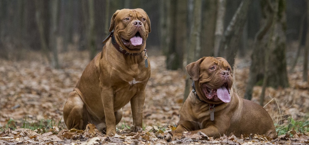 Dogue de Bordeaux: tudo o que precisa de saber sobre esta raça