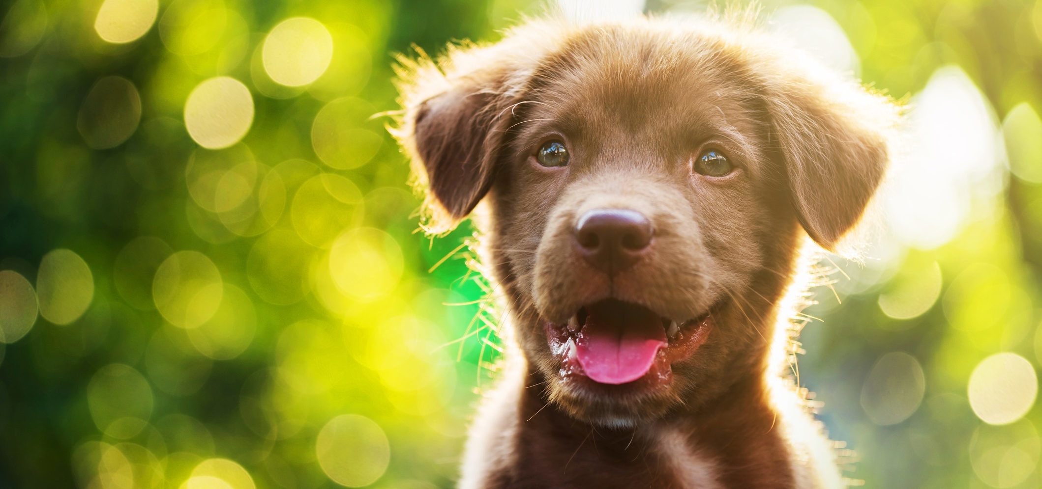 Como cuidar do pelo do cão? Conheça 6 dicas essenciais