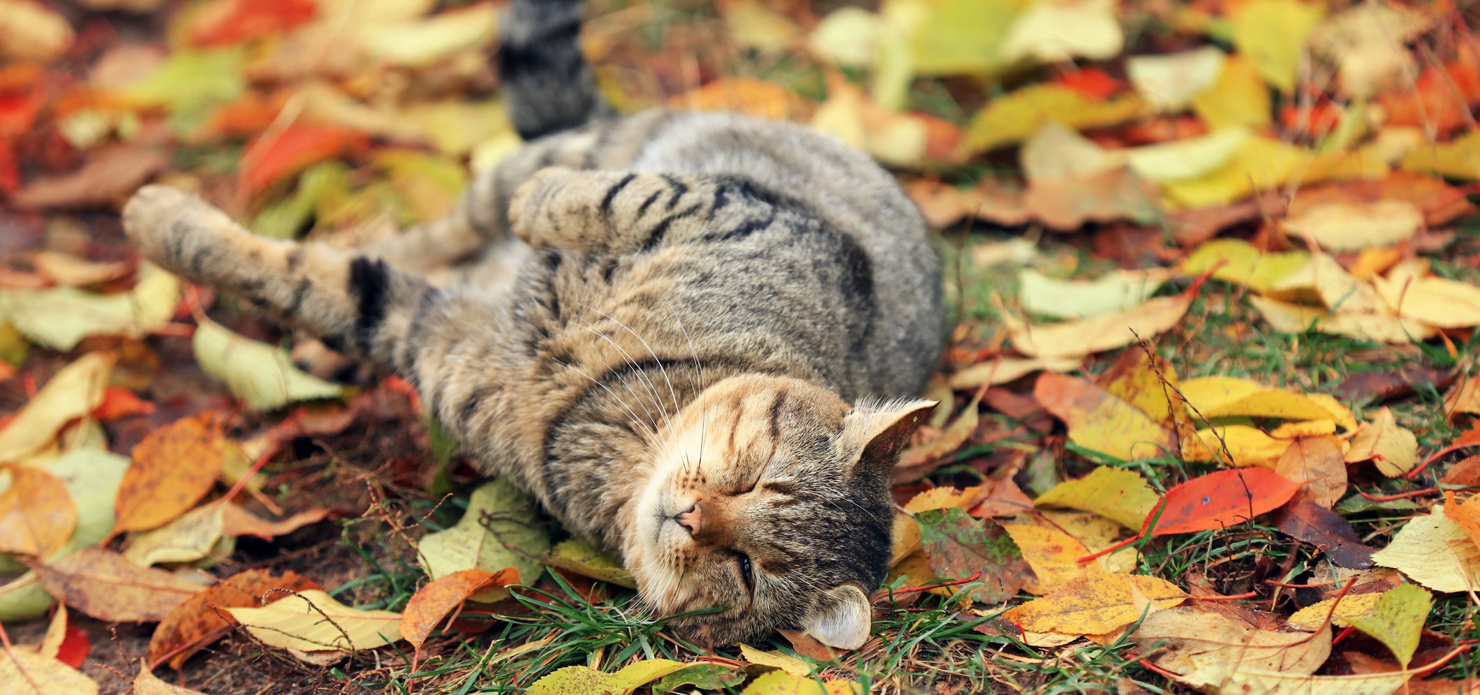6 dicas para evitar a queda de pelo em gatos