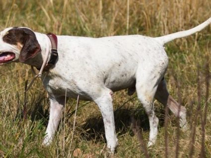 Pointer Inglês: tudo o que precisa de saber sobre esta raça