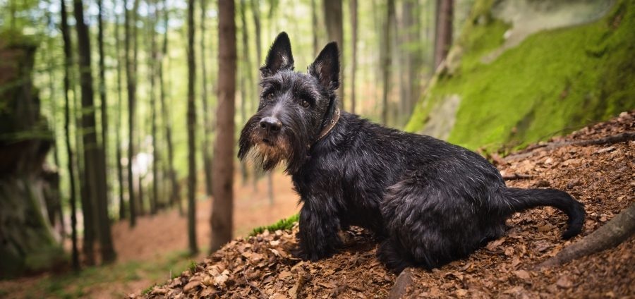 Scottish Terrier: tudo o que precisa de saber sobre esta raça