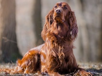 Setter Inglês: tudo o que precisa de saber sobre esta raça