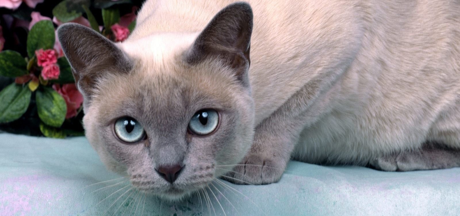 Tonquinês: tudo o que precisa de saber sobre esta raça