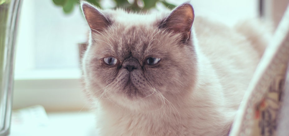 Gato Exótico: tudo o que precisa de saber sobre estar raça