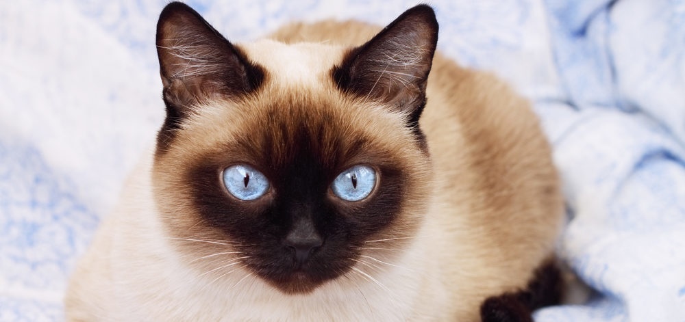 Siamês: tudo o que precisa de saber sobre esta raça