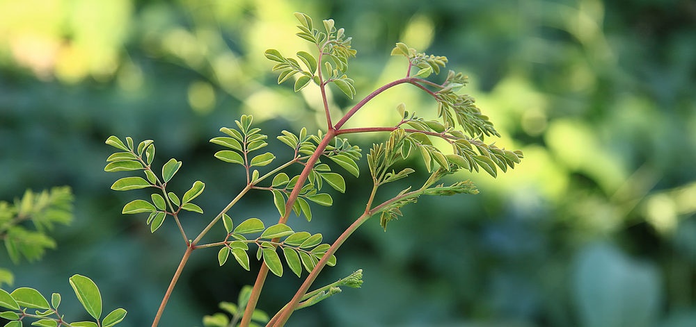 Moringa: conheça a planta e os seus benefícios