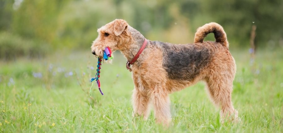 Airedale Terrier: tudo o que precisa de saber sobre esta raça