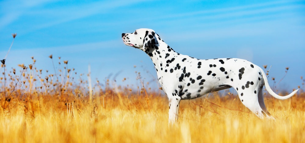 Dálmata: tudo o que precisa de saber sobre esta raça