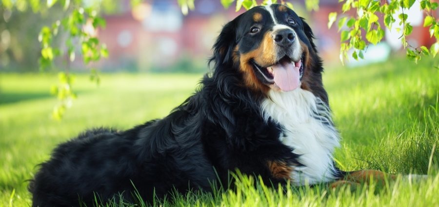 Bernese Mountain Dog: tudo o que precisa de saber sobre esta raça