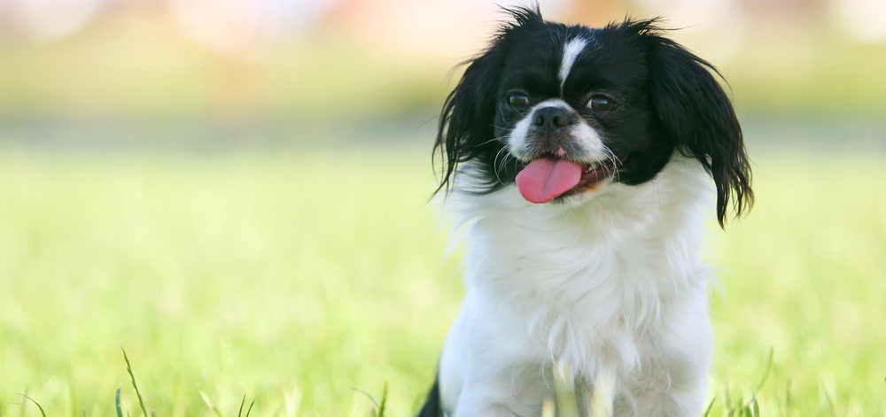 Pequinês: tudo o que precisa de saber sobre esta raça