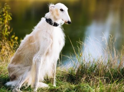 Borzoi: tudo o que precisa de saber sobre esta raça