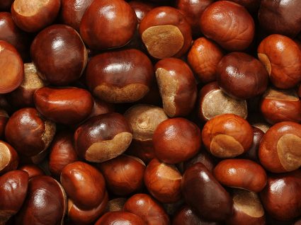 Castanhas: tudo sobre o fruto do outono