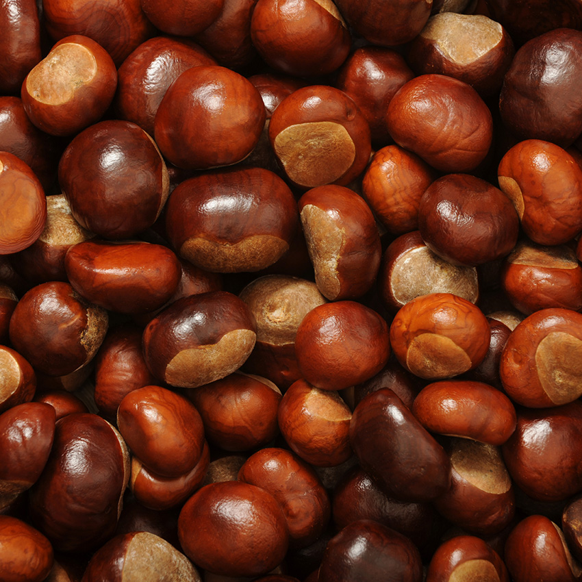 Castanhas: tudo sobre o fruto do outono