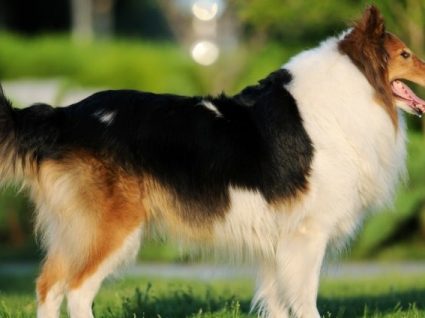 Collie: tudo o que precisa de saber sobre esta raça