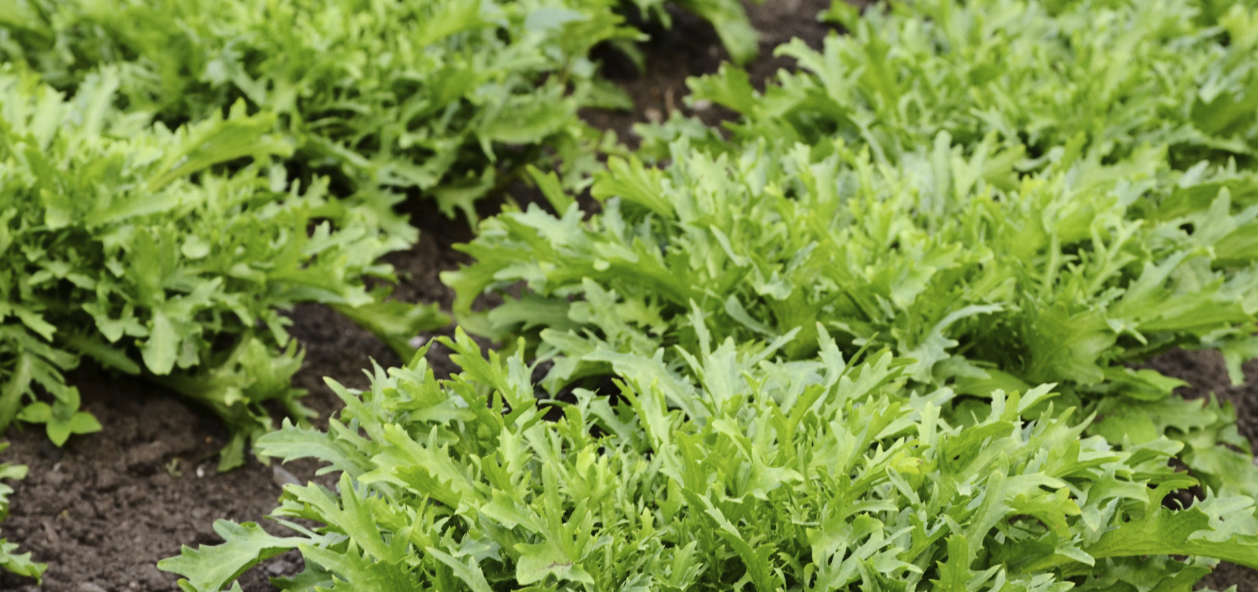 Chicória: a super-verdura europeia