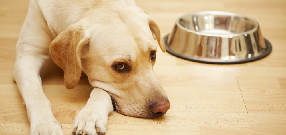 Cão sempre com fome: descubra qual pode ser a causa