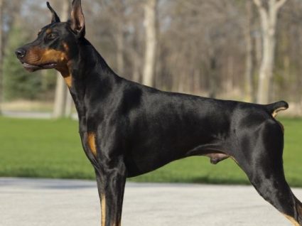 Dobermann: tudo o que precisa de saber sobre esta raça