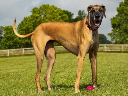 Dogue Alemão (ou Grand Danois): tudo o que precisa de saber sobre esta raça
