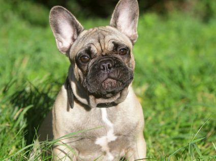 Buldogue Francês: tudo o que precisa de saber sobre esta raça