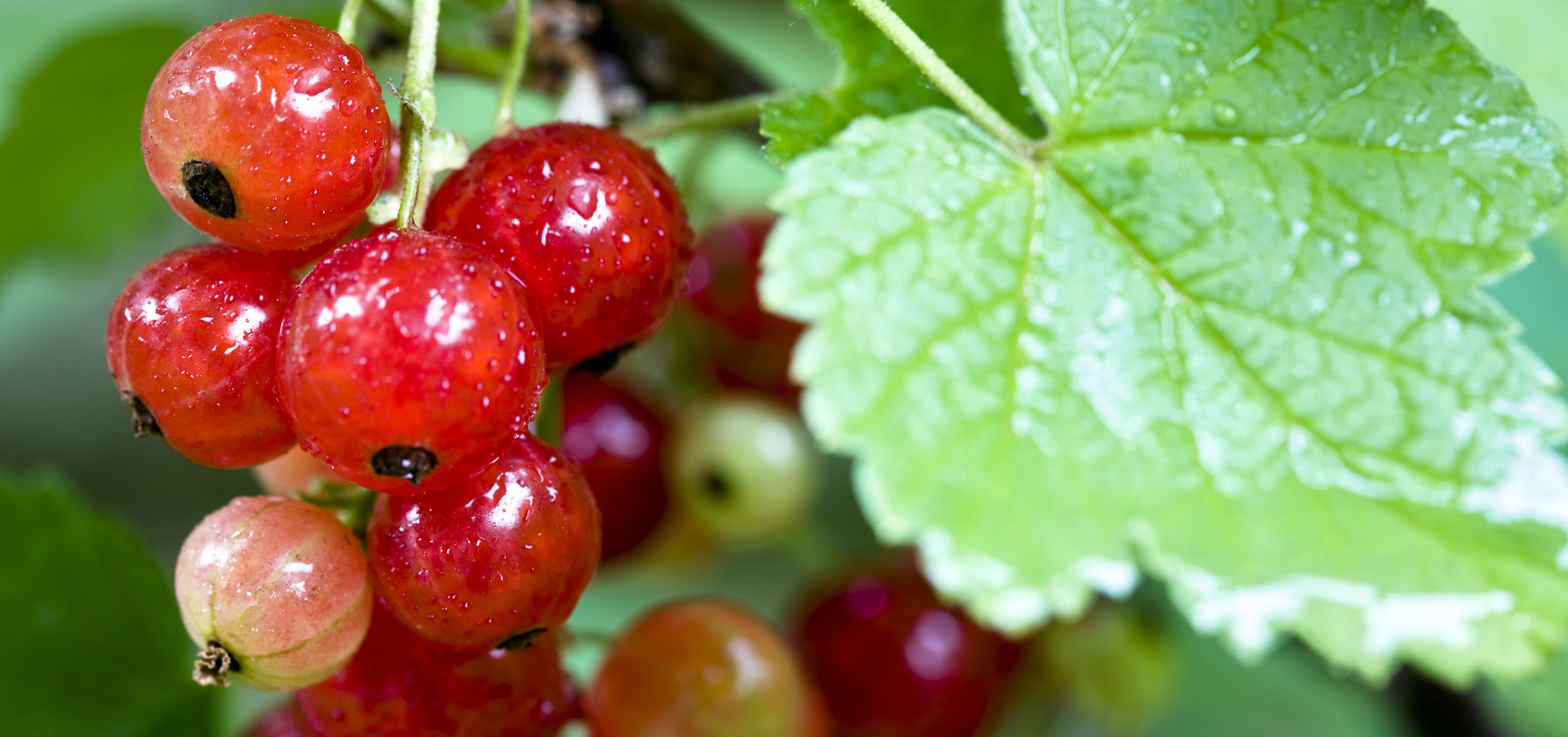 Groselha: pequena fruta grandes benefícios