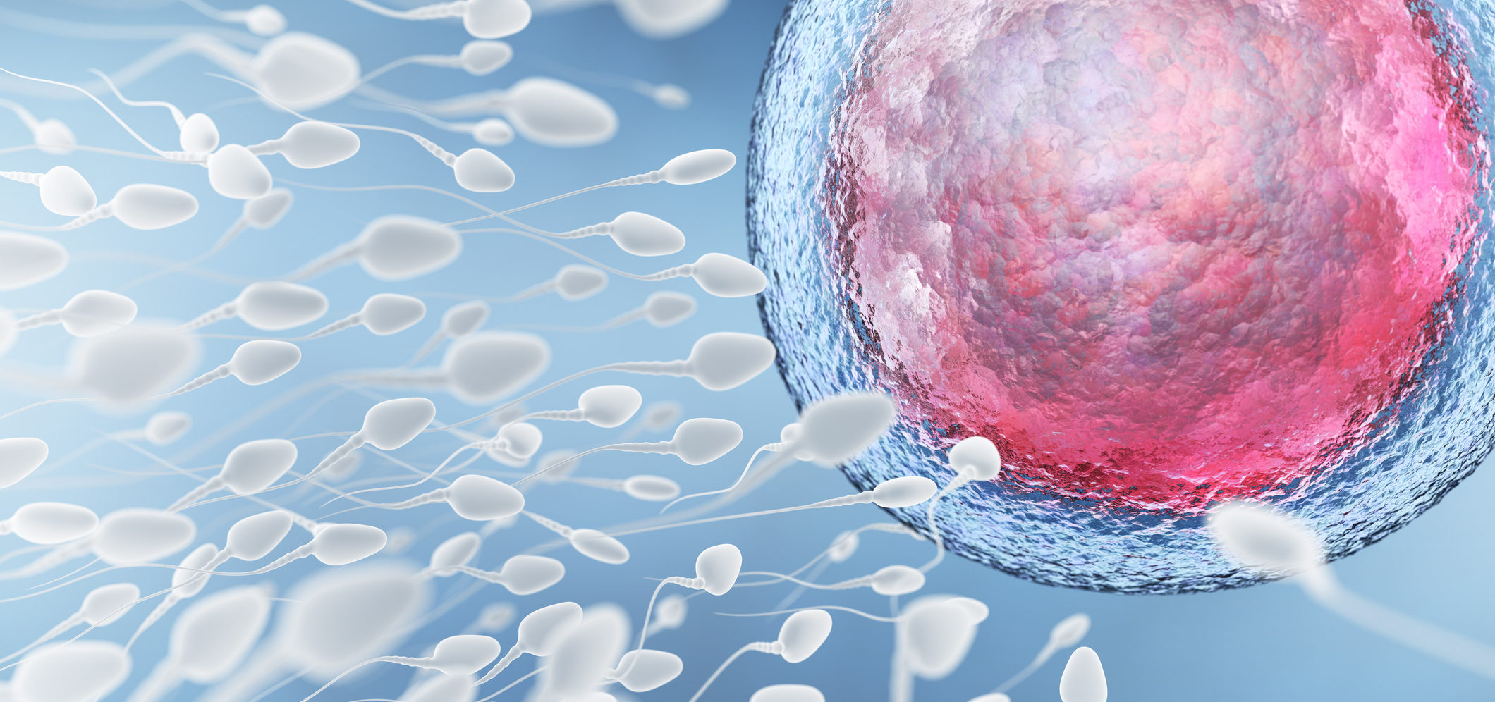 Inseminação artificial: como funciona esta técnica?