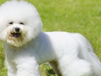 Bichon Frisé: tudo o que precisa de saber sobre esta raça