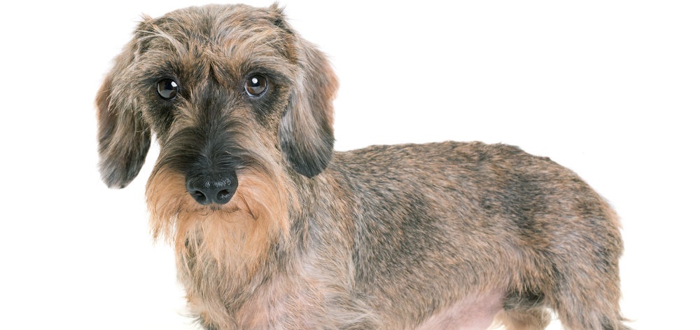 Teckel: tudo o que precisa de saber sobre esta raça