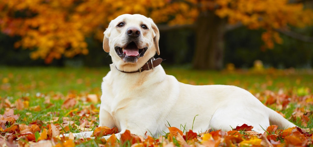 Labrador Retriever: tudo o que precisa de saber sobre esta raça