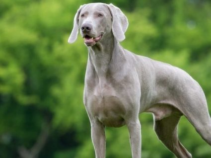 Weimaraner: tudo o que precisa de saber sobre esta raça