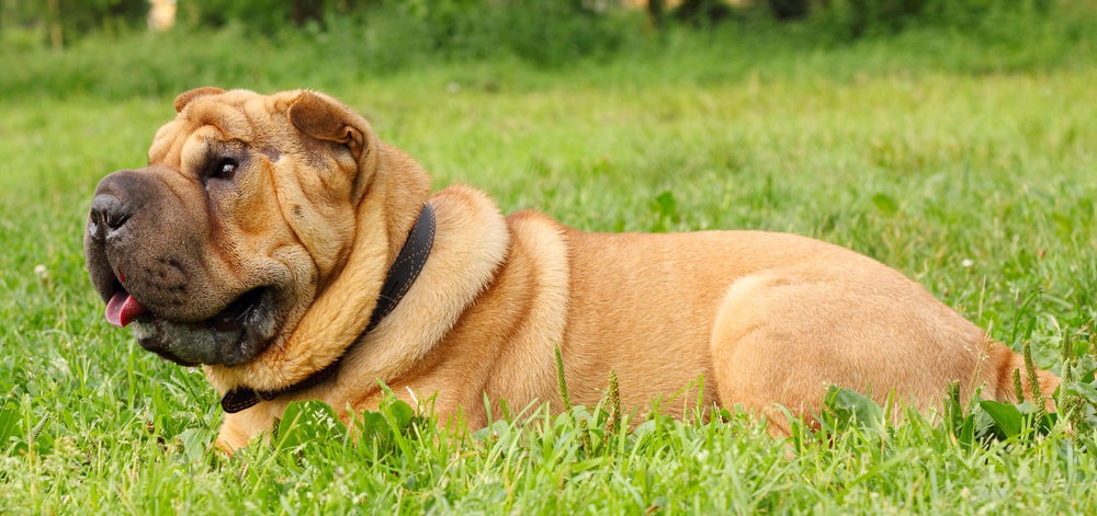 Shar Pei: tudo o que precisa de saber sobre esta raça Shar Pei: tudo o que precisa de saber sobre esta raça