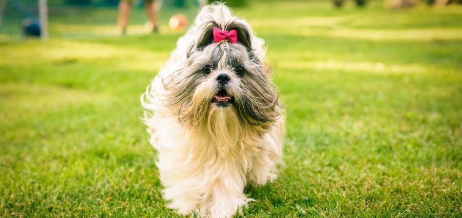 Shih Tzu: tudo o que precisa de saber sobre esta raça