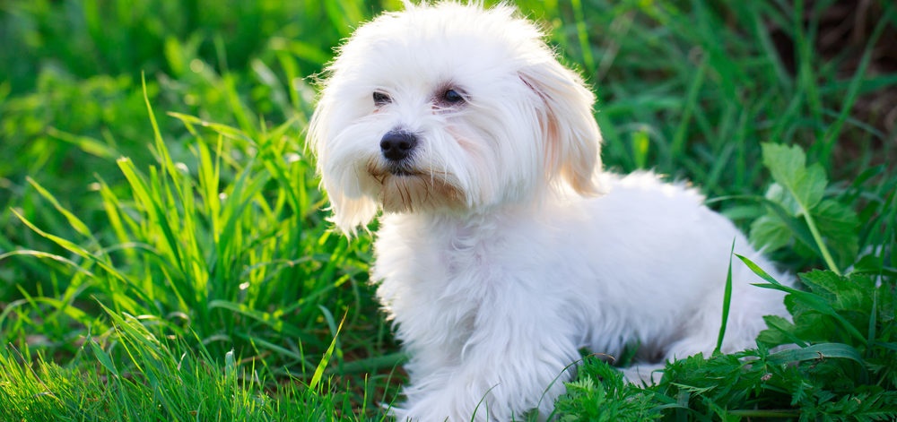 Bichon Maltês: tudo o que precisa de saber sobre esta raça