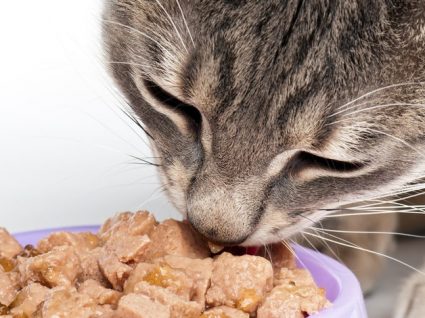 Alimentação para gatos: conheça as necessidades nutricionais do seu gato