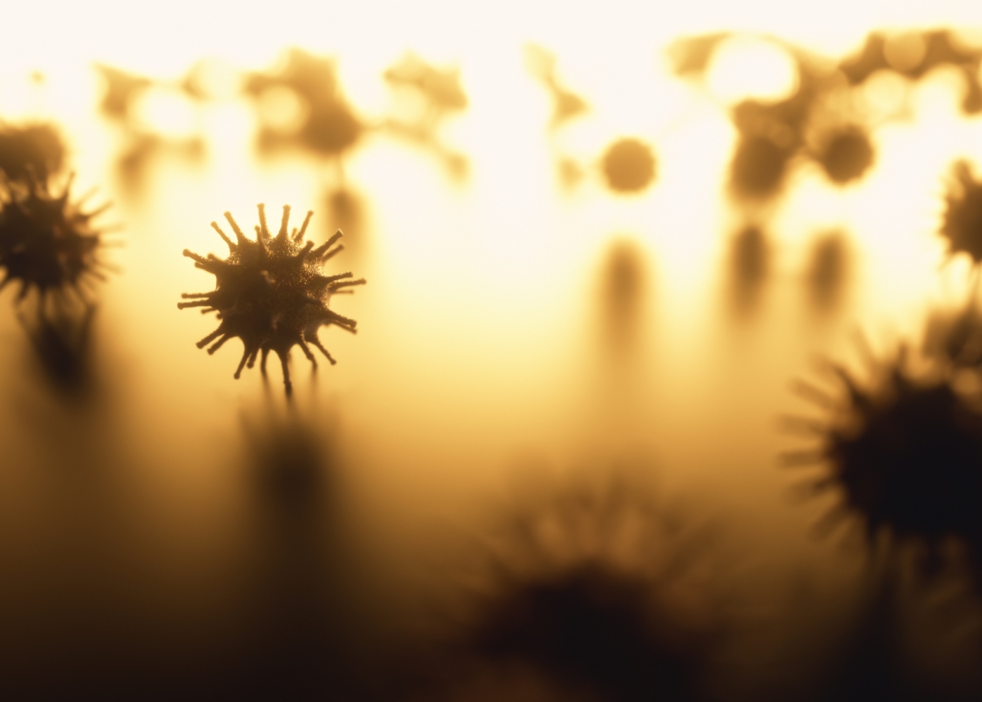 Varíola: o que é, sintomas e formas de prevenção